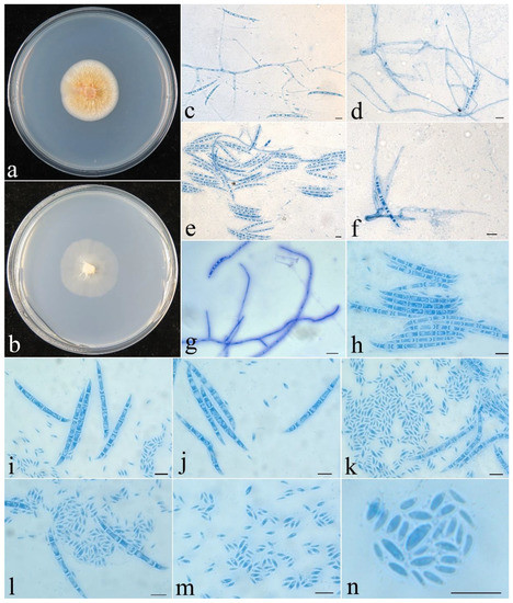 Three New Species of Fusicolla (Hypocreales) from China