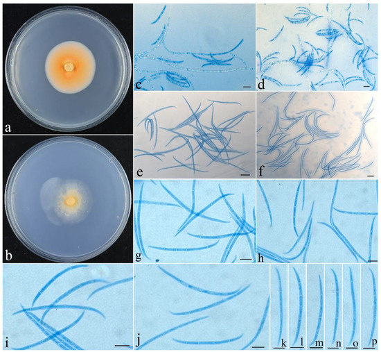 Three New Species of Fusicolla (Hypocreales) from China