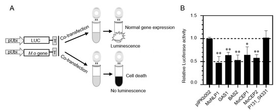 Identification and Characterization of Novel Candidate Effector ...