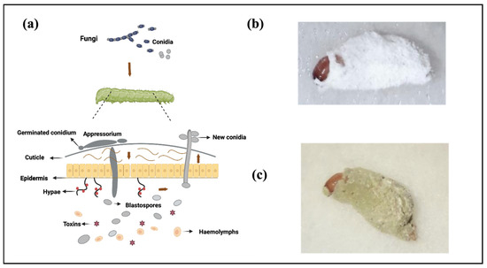Interactions between Entomopathogenic Fungi and Insects and Prospects ...