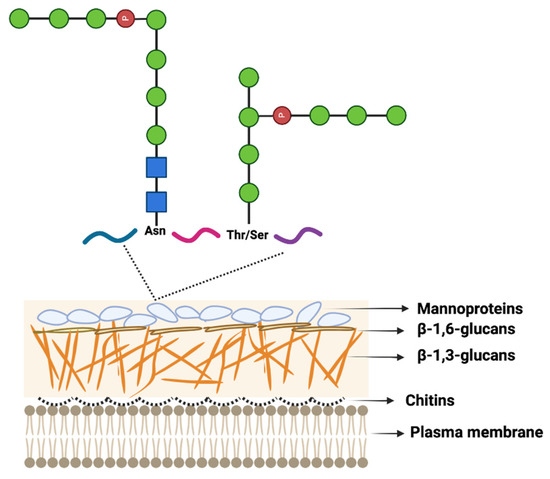 Interactions between Entomopathogenic Fungi and Insects and Prospects ...