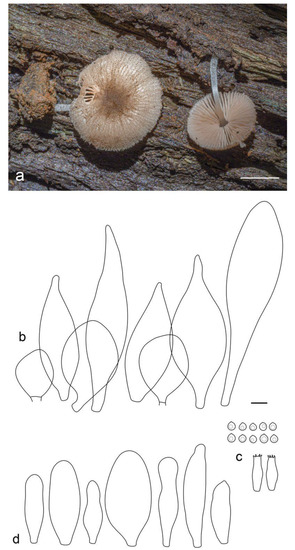 Observations on Pluteaceae in Vietnam: Four New Species and New Records ...
