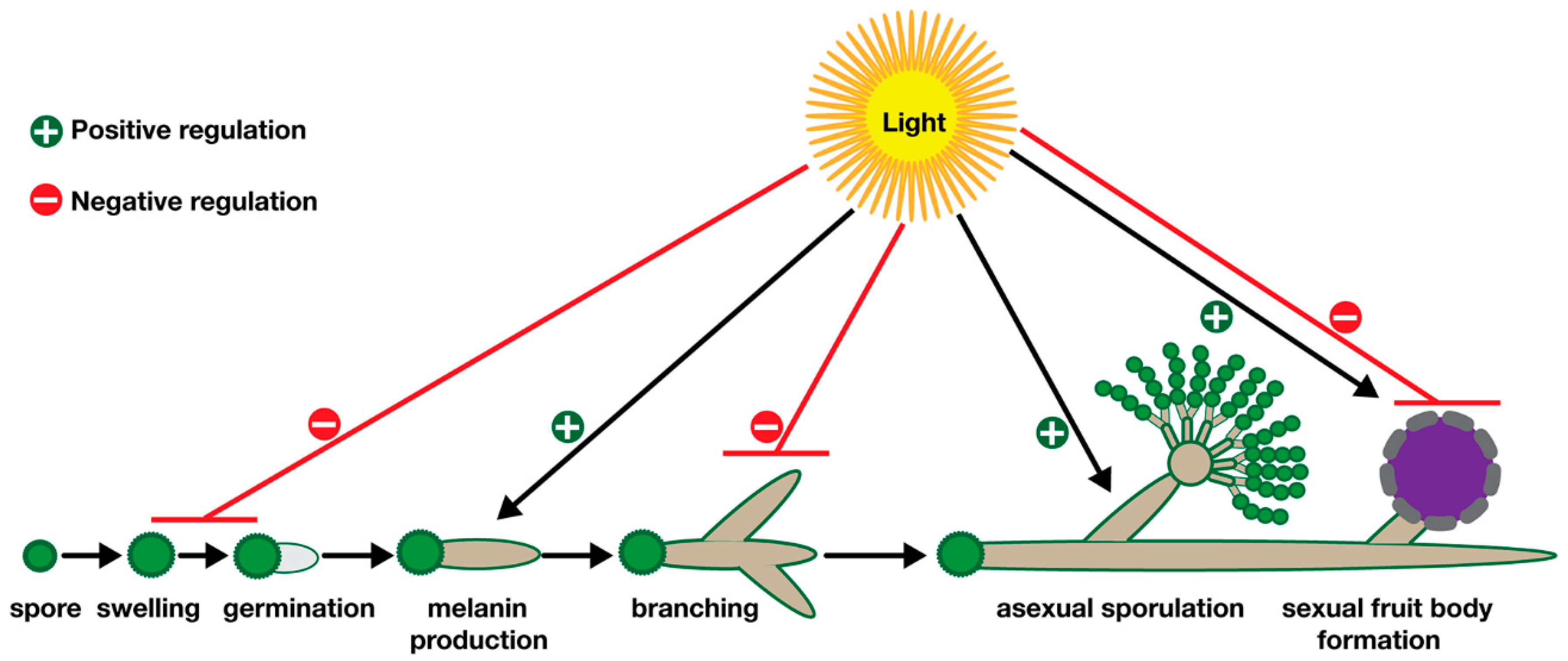 Zygomycota Reproductive Structure