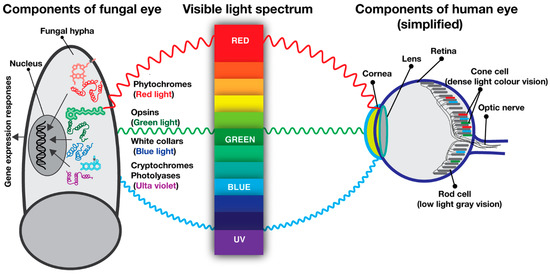 An Anatomy of Fungal Eye: Fungal Photoreceptors and Signalling Mechanisms