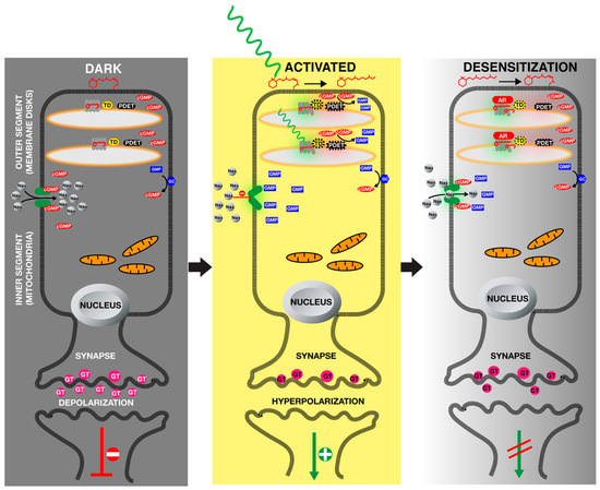 An Anatomy of Fungal Eye: Fungal Photoreceptors and Signalling Mechanisms