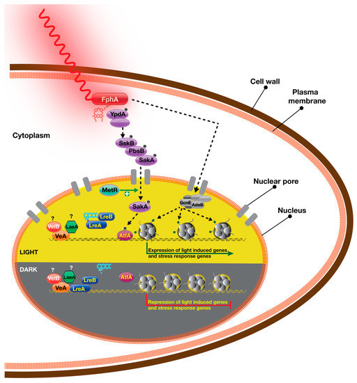 An Anatomy of Fungal Eye: Fungal Photoreceptors and Signalling Mechanisms