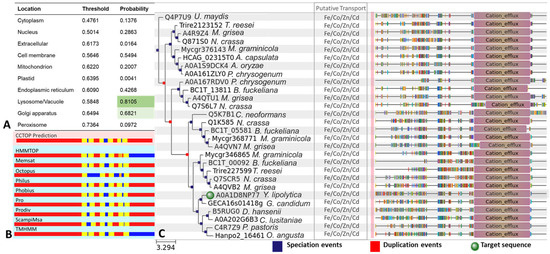 JoF | Free Full-Text | Identification and Characterization of Dmct: A ...