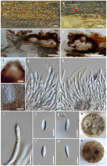 Integrative Taxonomy of Novel Diaporthe Species Associated with ...