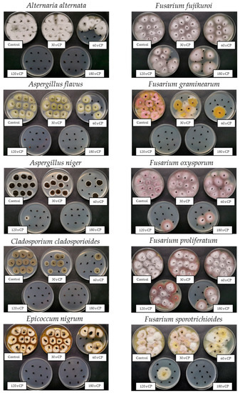 The Sensitivity of Fungi Colonising Buckwheat Grains to Cold Plasma Is ...