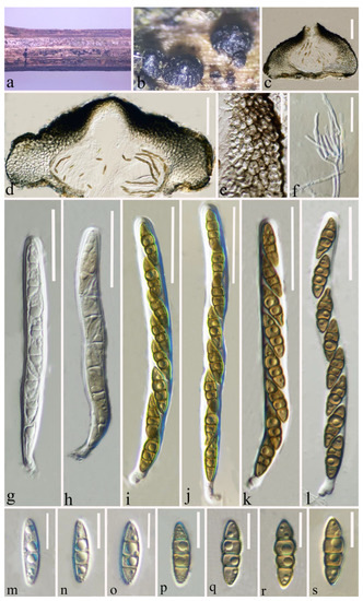 Morphological and Phylogenetic Characterisations Reveal Four New Species in Leptosphaeriaceae ...