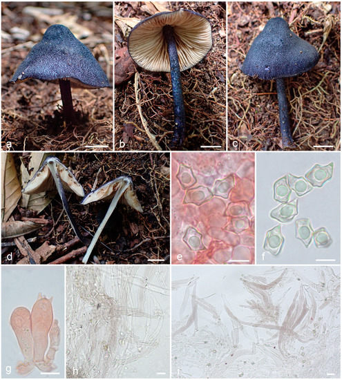 New Species of Entoloma Subgenera Cubospora and Leptonia (Agaricales ...