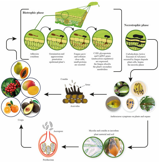 Green Management of Postharvest Anthracnose Caused by Colletotrichum ...