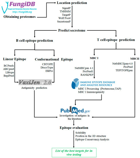 Fungal Vaccine Development: State of the Art and Perspectives Using ...