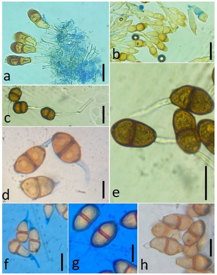 Insights into Diversity, Distribution, and Systematics of Rust Genus ...