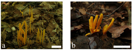 Taxonomy and Phylogenetic Relationships of Clavulinopsis (Clavariaceae ...