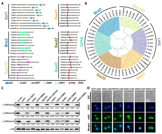 The COMPASS Complex Regulates Fungal Development and Virulence through ...