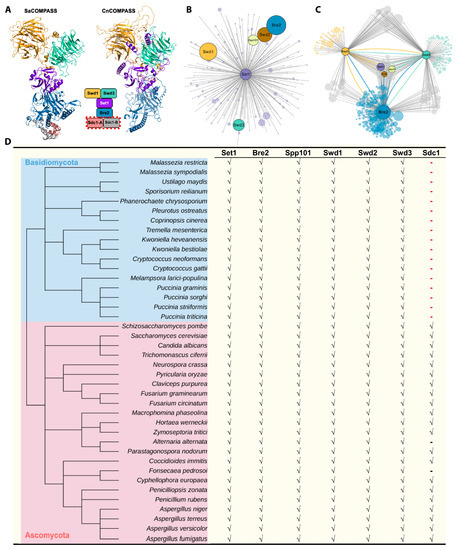 The COMPASS Complex Regulates Fungal Development and Virulence through ...