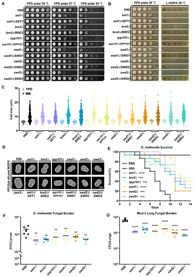 The COMPASS Complex Regulates Fungal Development and Virulence through ...
