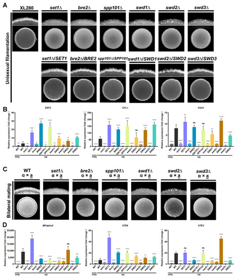 The COMPASS Complex Regulates Fungal Development and Virulence through ...