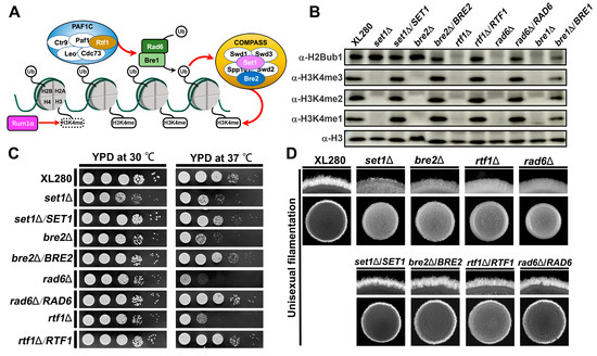 The COMPASS Complex Regulates Fungal Development and Virulence through ...