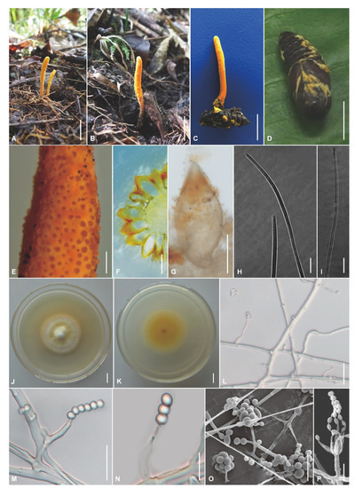Molecular Phylogeny and Morphology Reveal Cryptic Species in the ...