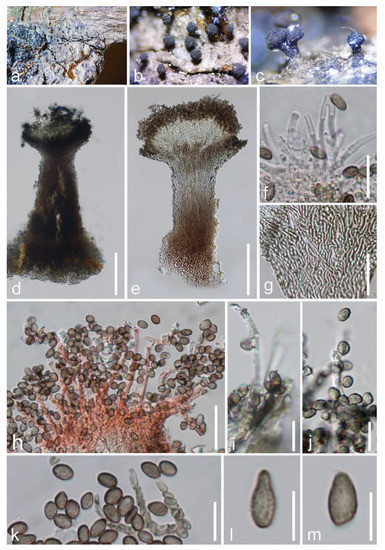 Taxonomic and Phylogenetic Studies of Saprobic Fungi Associated with ...