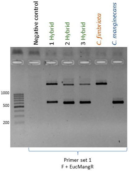 Evidence of Biparental Mitochondrial Inheritance from Self-Fertile ...
