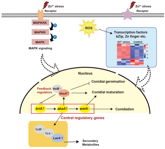 Integration of Physiological, Transcriptomic and Metabolomic Reveals ...