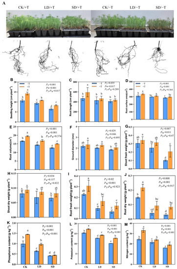 JoF | Free Full-Text | Trichoderma longibrachiatum Inoculation Improves ...