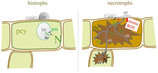 JoF | Free Full-Text | Natural Urease Inhibitors Reduce the Severity of ...