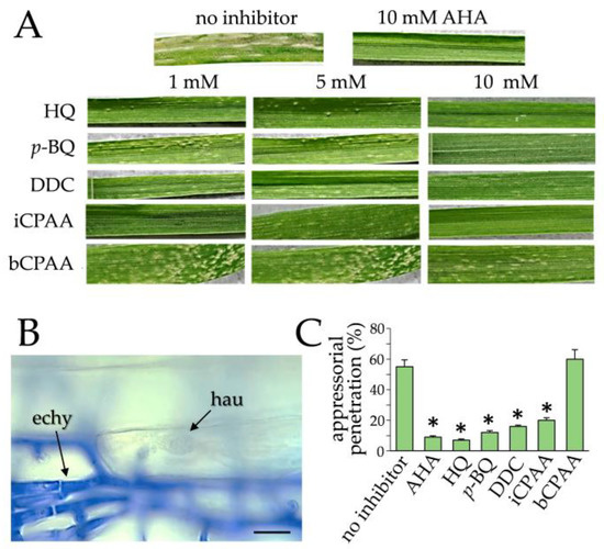 JoF | Free Full-Text | Natural Urease Inhibitors Reduce the Severity of ...