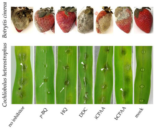 JoF | Free Full-Text | Natural Urease Inhibitors Reduce the Severity of ...