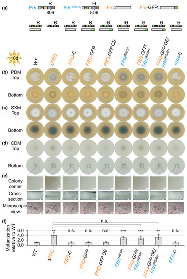 The Frq–Frh Complex Light-Dependently Delays Sfl1-Induced ...
