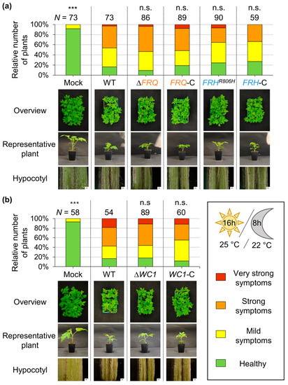 The Frq–Frh Complex Light-Dependently Delays Sfl1-Induced ...