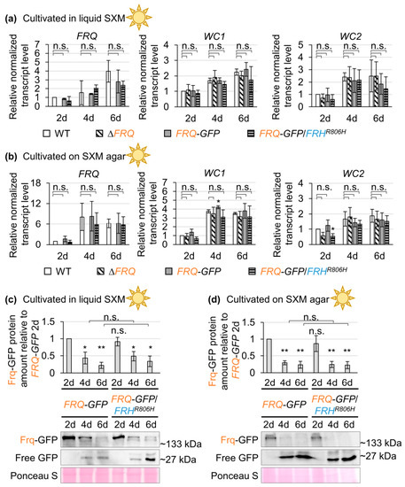 The Frq–Frh Complex Light-Dependently Delays Sfl1-Induced ...