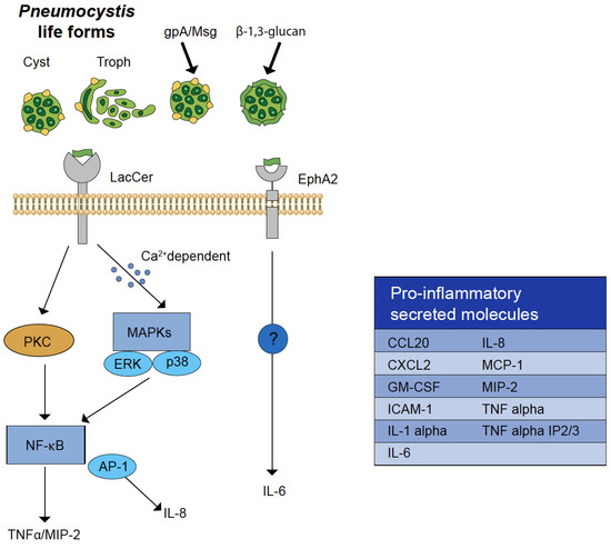 Lung Epithelial Cell Line Immune Responses to Pneumocystis