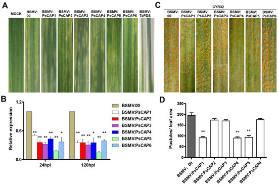 Identification and Functional Analysis of CAP Genes from the Wheat ...