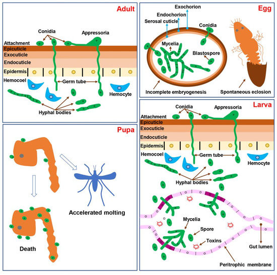 Recent Advancements in Pathogenic Mechanisms, Applications and Strategies for Entomopathogenic ...