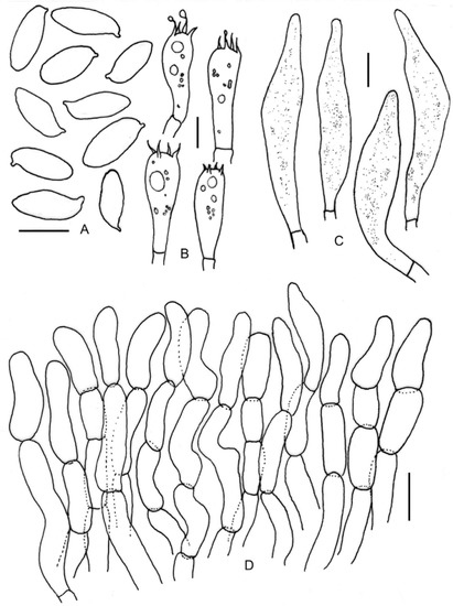 Four Novel Species and Two New Records of Boletes from India
