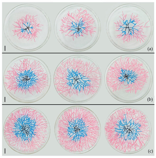 Conidia Fusion: A Mechanism for Fungal Adaptation to Nutrient-Poor Habitats