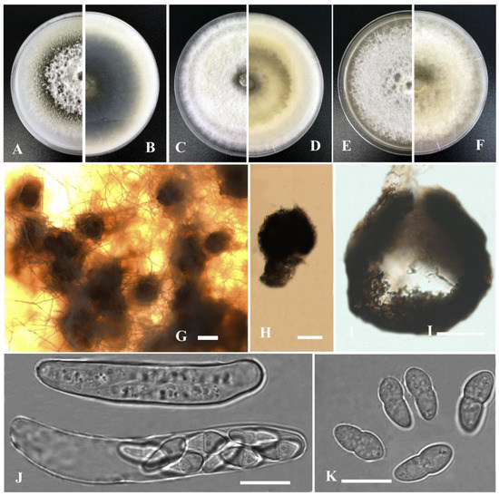 New Species of Didymellaceae within Aquatic Plants from Southwestern China