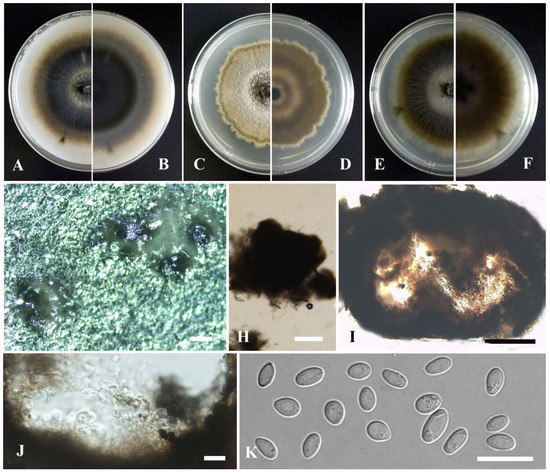 New Species of Didymellaceae within Aquatic Plants from Southwestern China