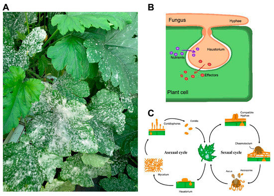 Suppression of Chitin-Triggered Immunity by Plant Fungal Pathogens: A ...