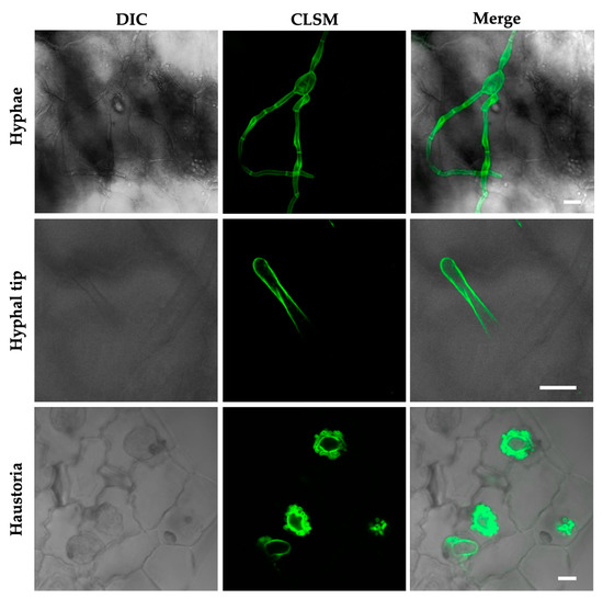 Suppression of Chitin-Triggered Immunity by Plant Fungal Pathogens: A ...