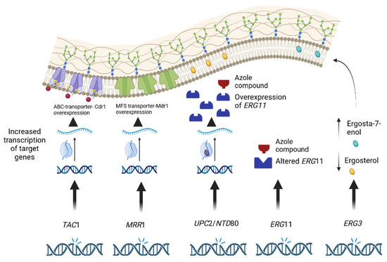 Candida parapsilosis sensu stricto Antifungal Resistance Mechanisms and ...