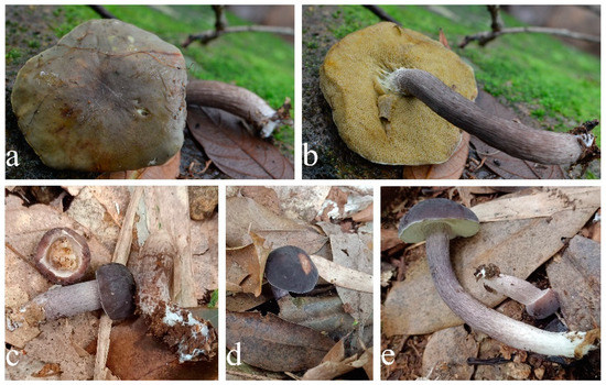 Phylogenetic and Morphological Evidence Reveal Five New Species of ...