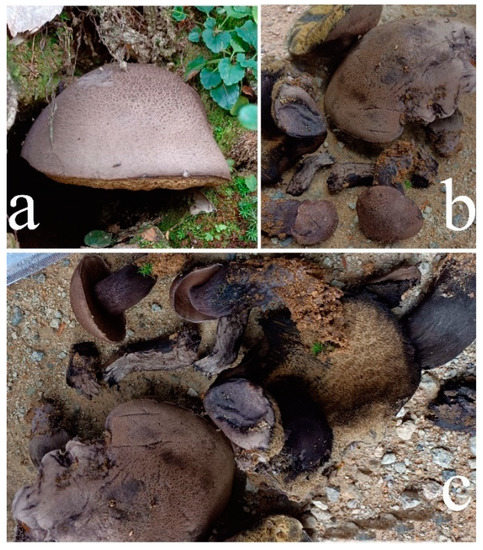 Phylogenetic and Morphological Evidence Reveal Five New Species of ...