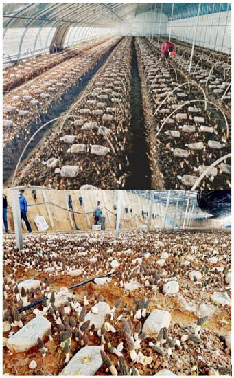 Large-Scale Field Cultivation of Morchella and Relevance of Basic ...