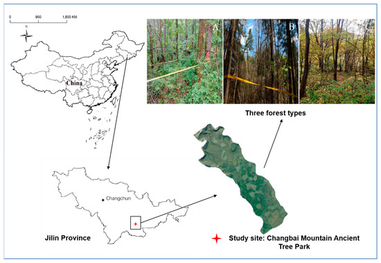 Forest Type and Climate Outweigh Soil Bank in Shaping Dynamic Changes ...