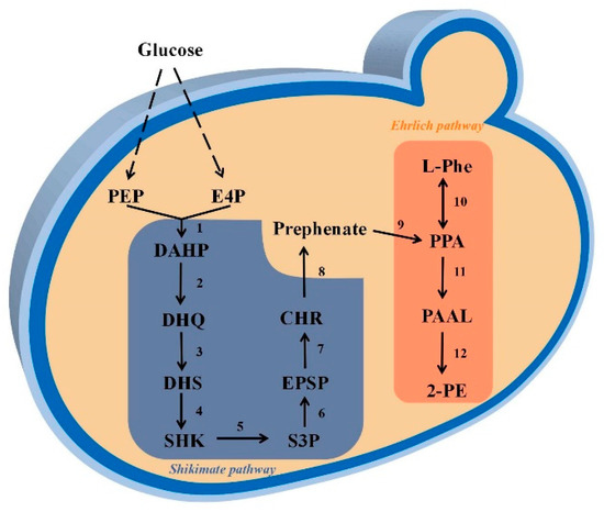 Isolation and Identification of Non-Saccharomyces Yeast Producing 2 ...